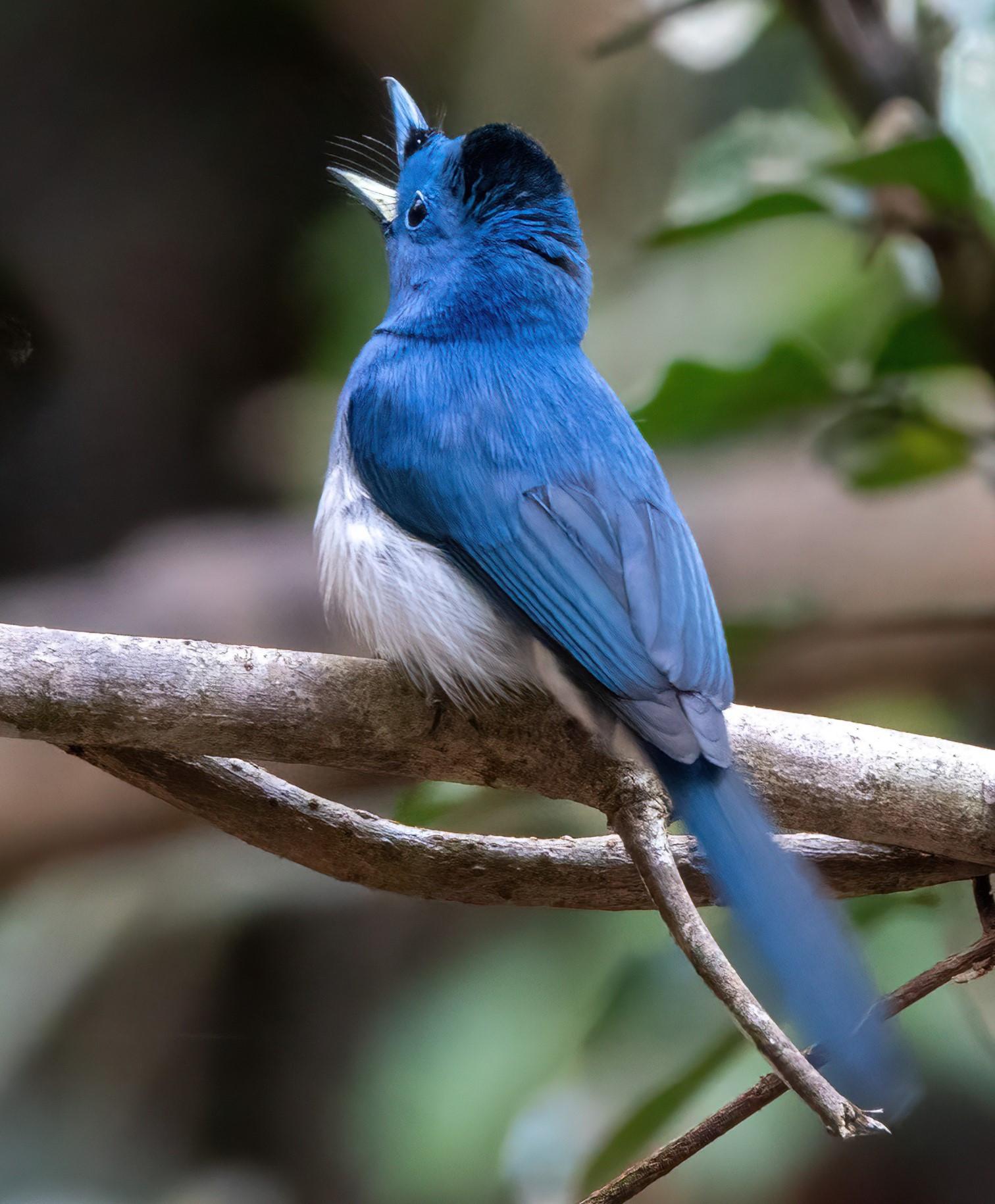 Black-naped Monarch (Hypothymis azurea) | Birdingplaces