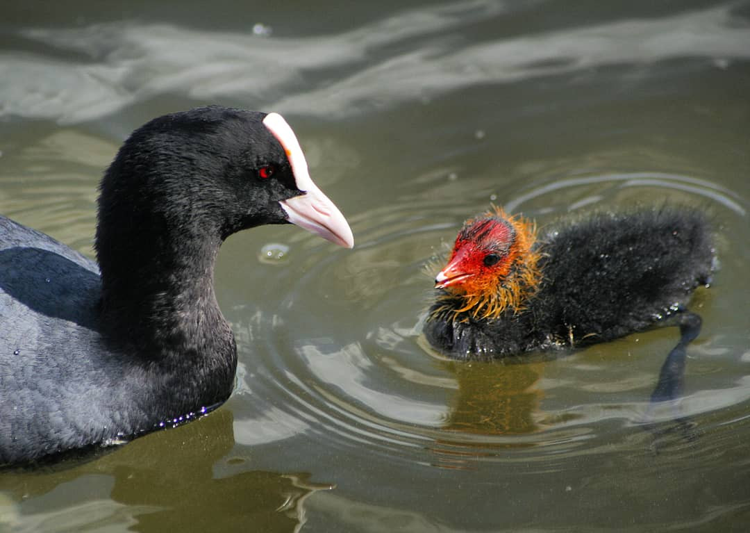 The Lough | Birdingplaces