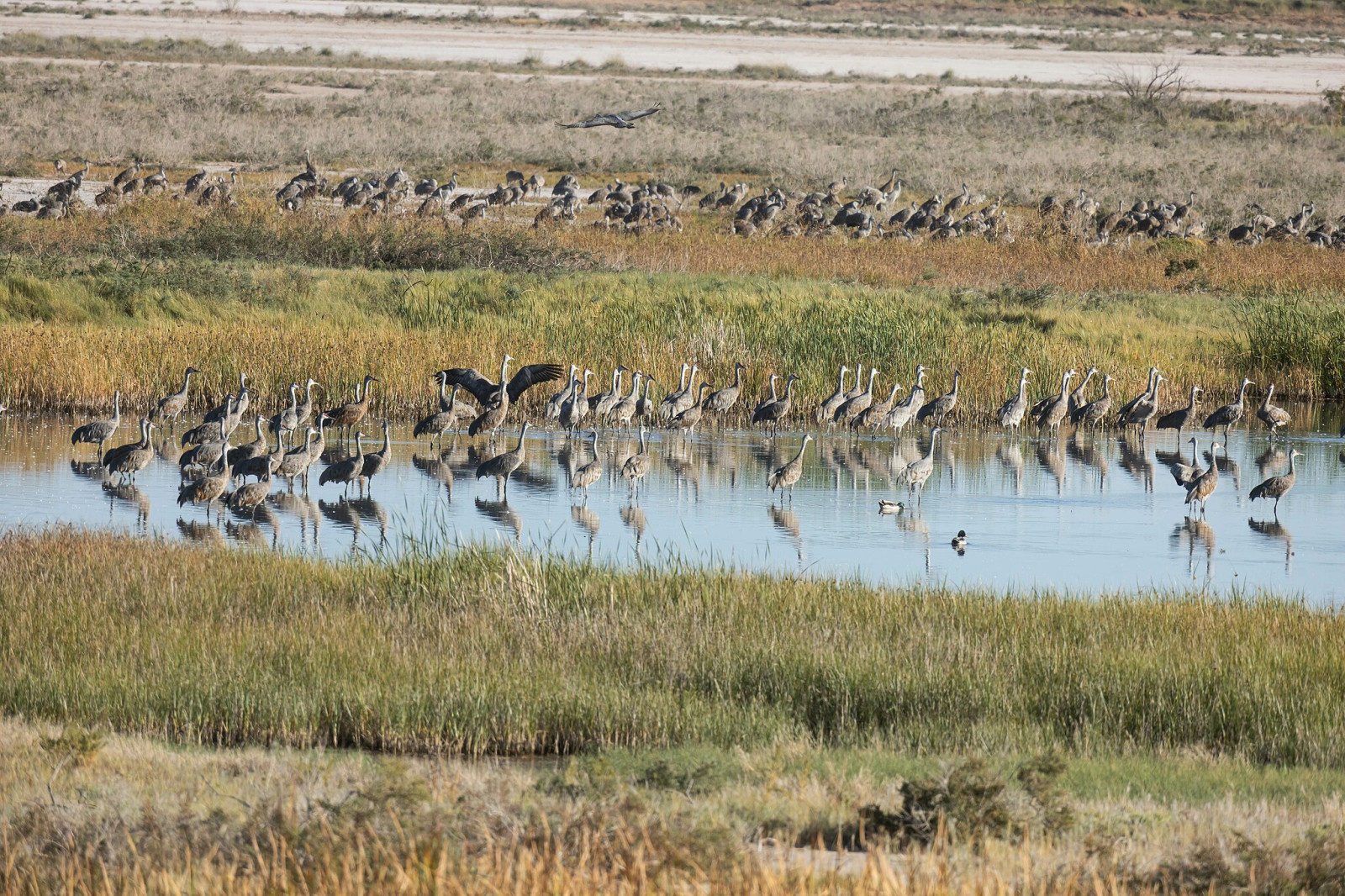 Bitter Lake National Wildlife Refuge | Birdingplaces