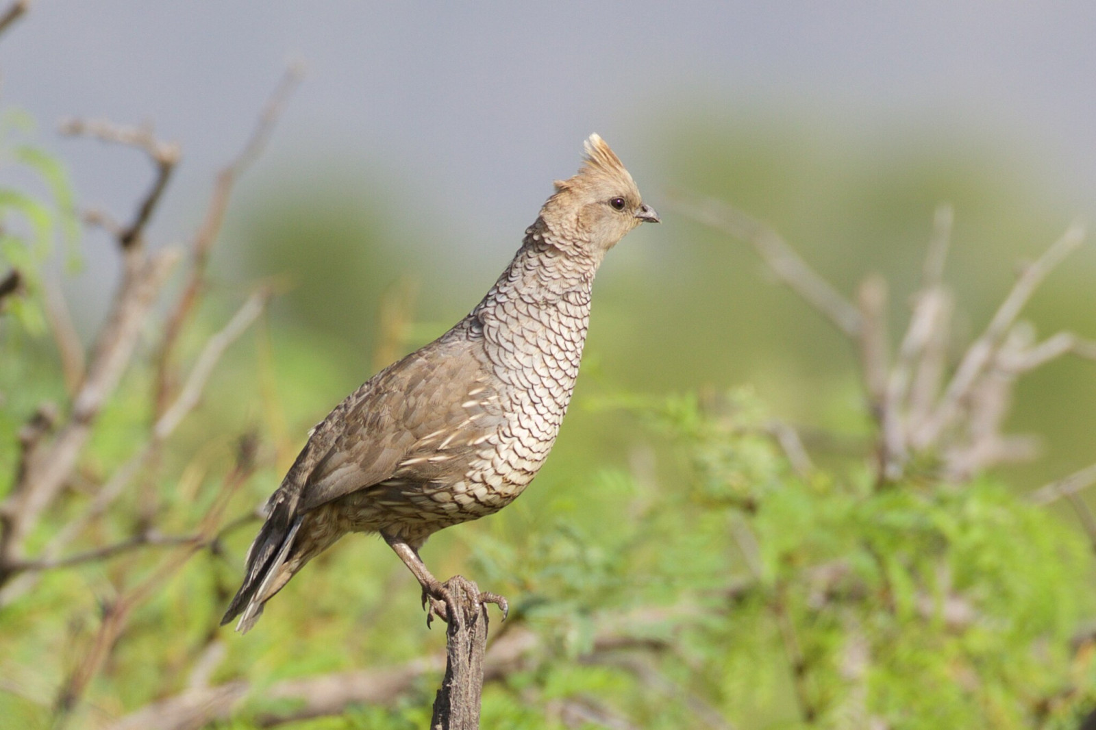Scaled Quail (Callipepla squamata) | Birdingplaces