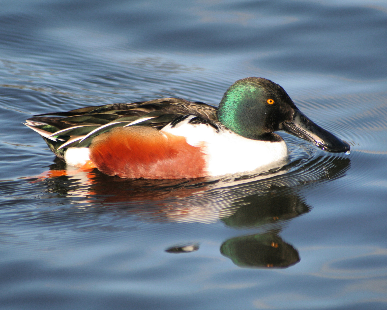 The Lough | Birdingplaces