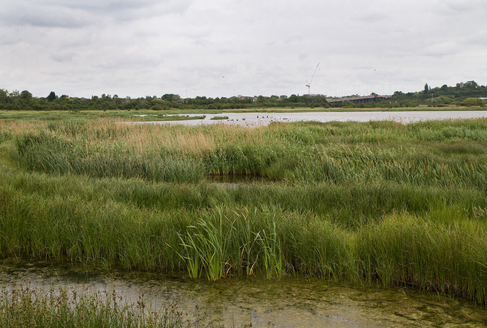 RSPB Vange Marsh | Birdingplaces