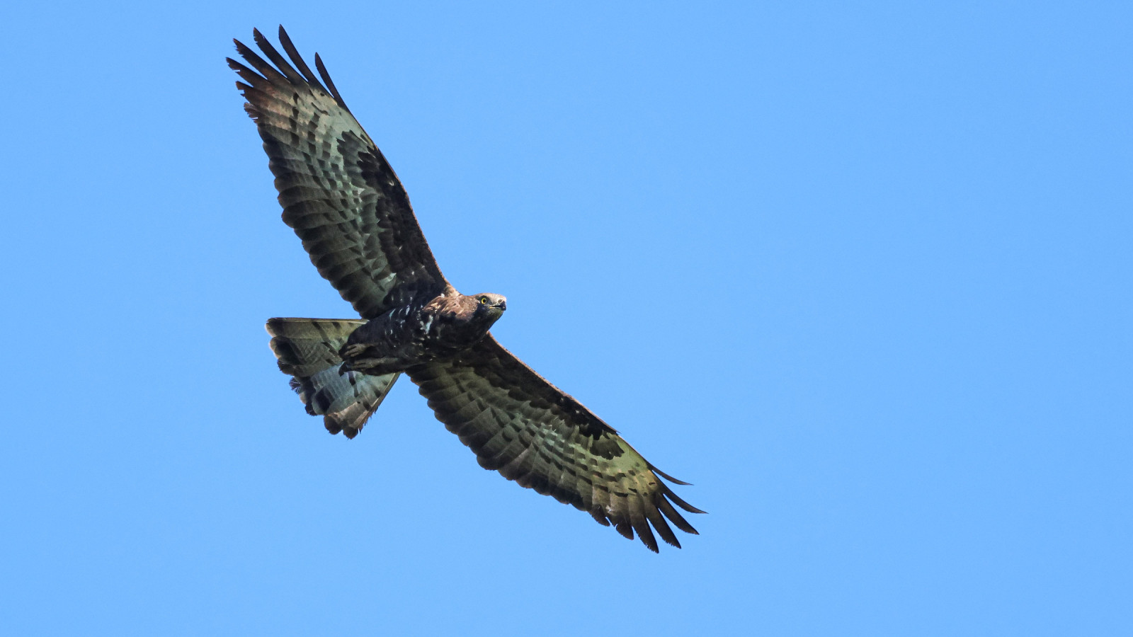 Junner Koeland | Birdingplaces