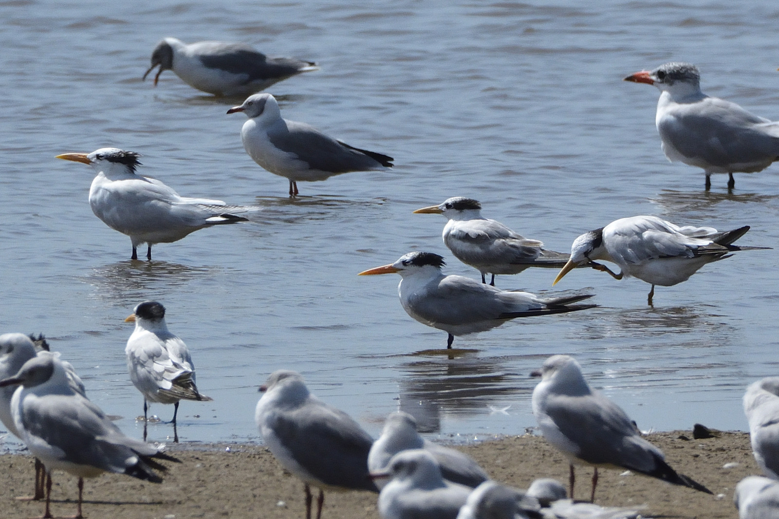 West African Crested Tern (Thalasseus albididorsalis) | Birdingplaces