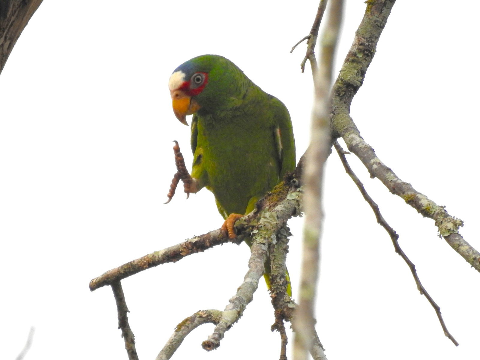 White-fronted Parrot (Amazona albifrons) | Birdingplaces