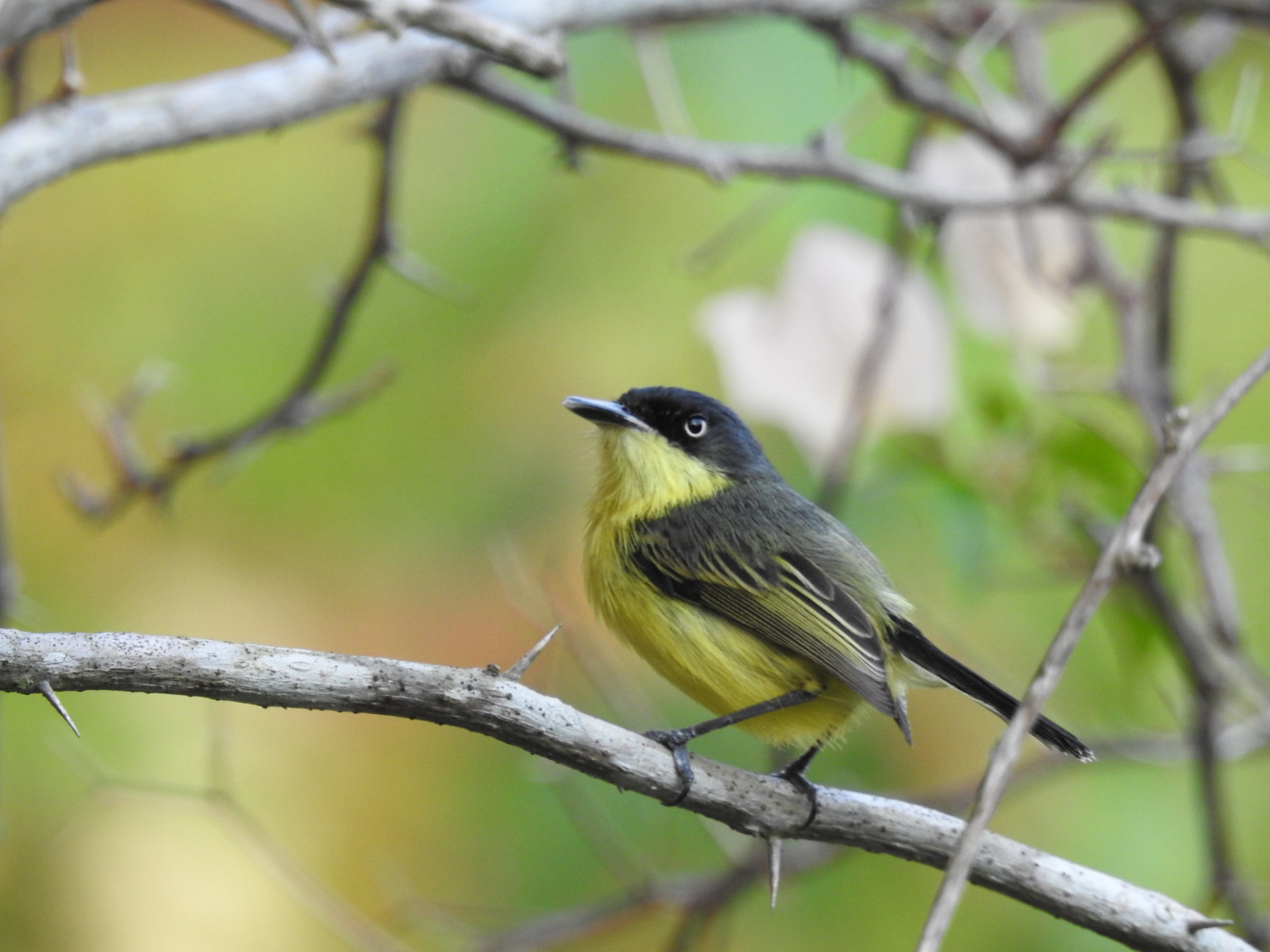 Common Tody-Flycatcher (Todirostrum cinereum) | Birdingplaces