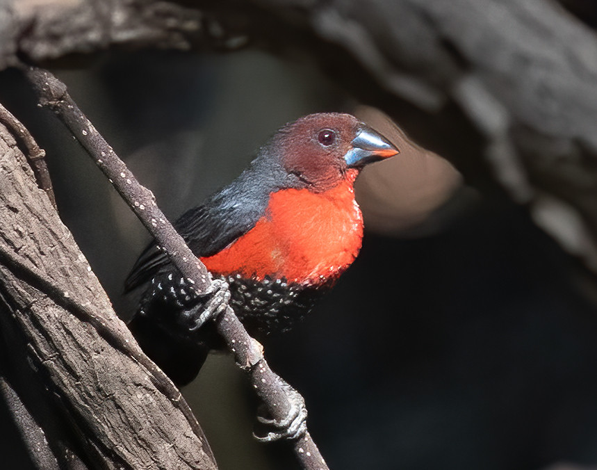Western Bluebill (Spermophaga haematina) | Birdingplaces