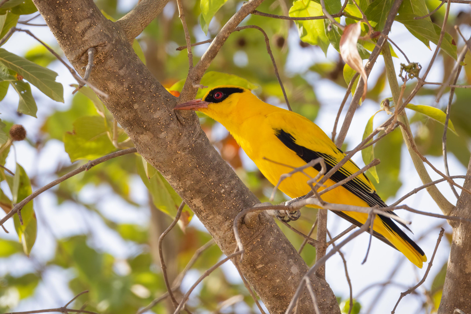 African Golden Oriole (Oriolus auratus) | Birdingplaces
