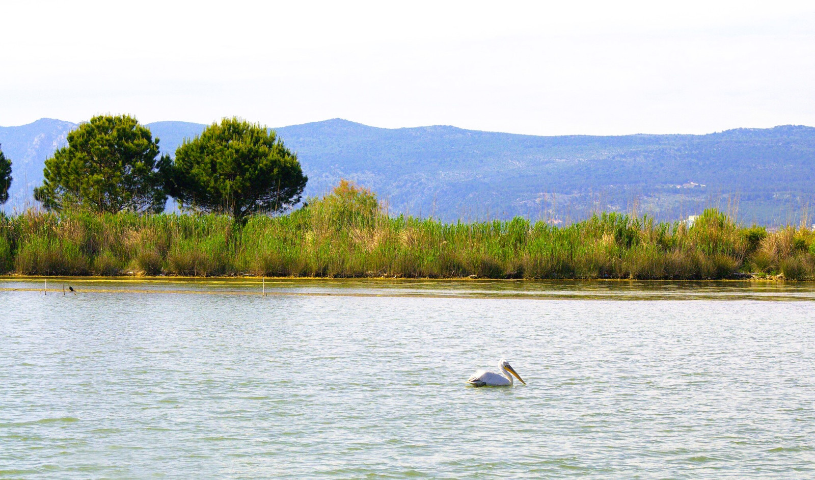 Rezervati Kune Vain Tale | Birdingplaces