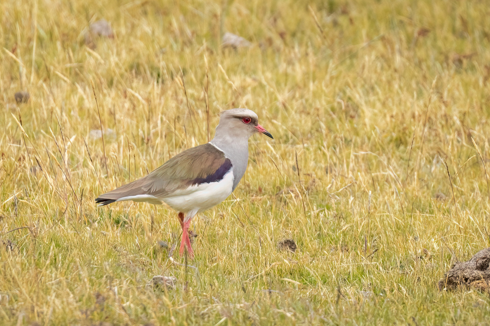 Andean Lapwing (Vanellus resplendens) | Birdingplaces