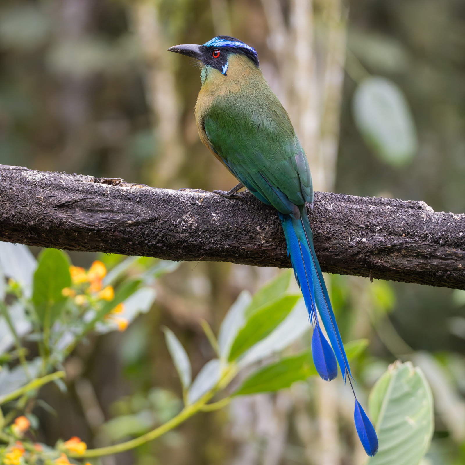 Andean Motmot (Momotus aequatorialis) | Birdingplaces