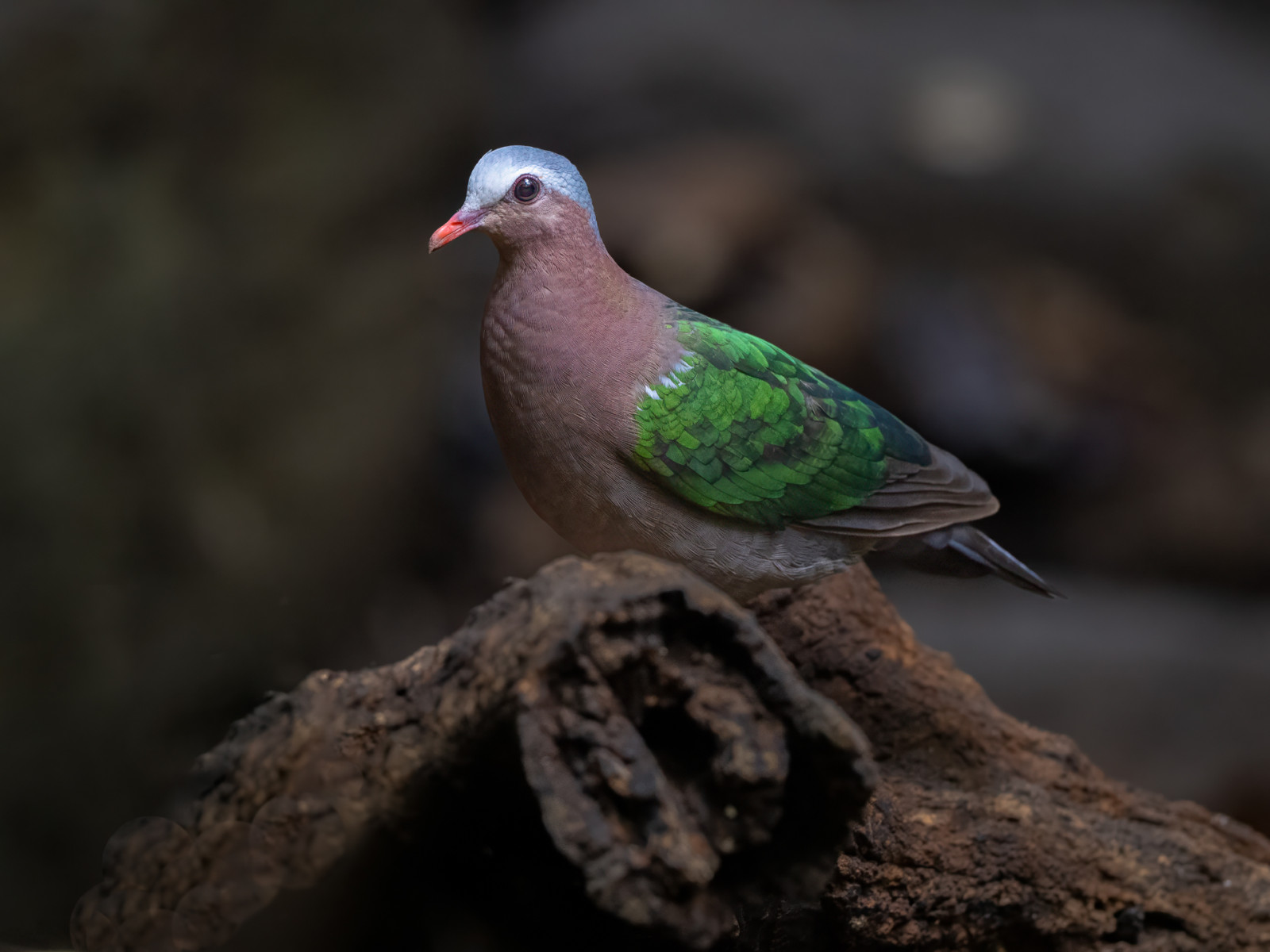 Asian Emerald Dove (Chalcophaps indica) | Birdingplaces