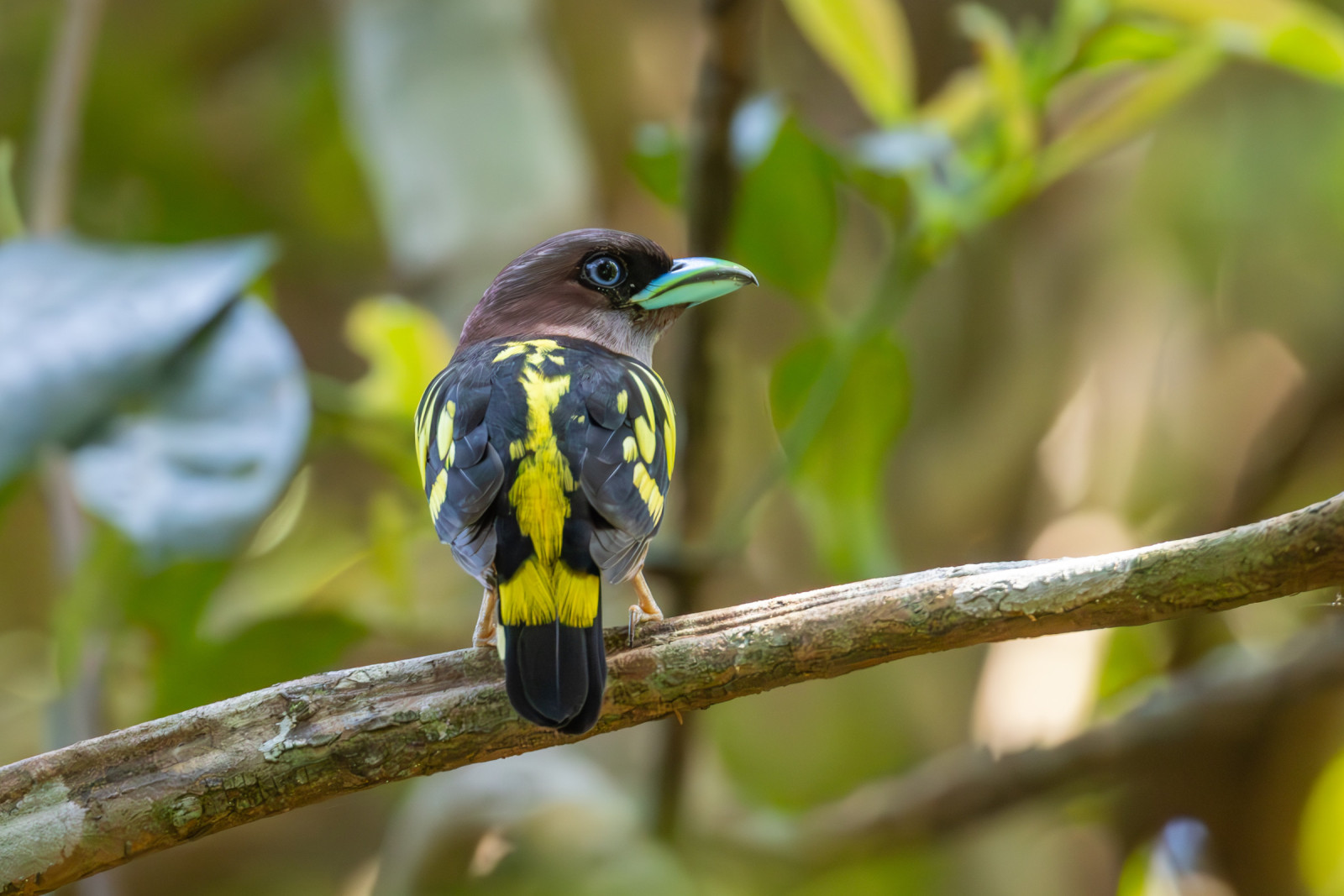 Banded Broadbill (Eurylaimus javanicus) | Birdingplaces