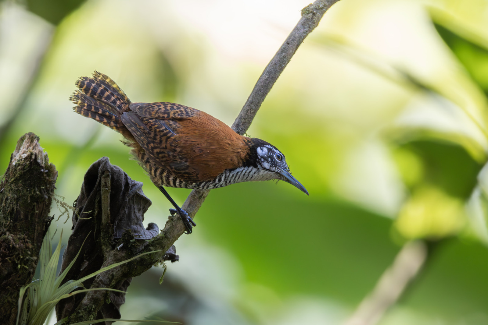 Bay Wren (Cantorchilus nigricapillus) | Birdingplaces