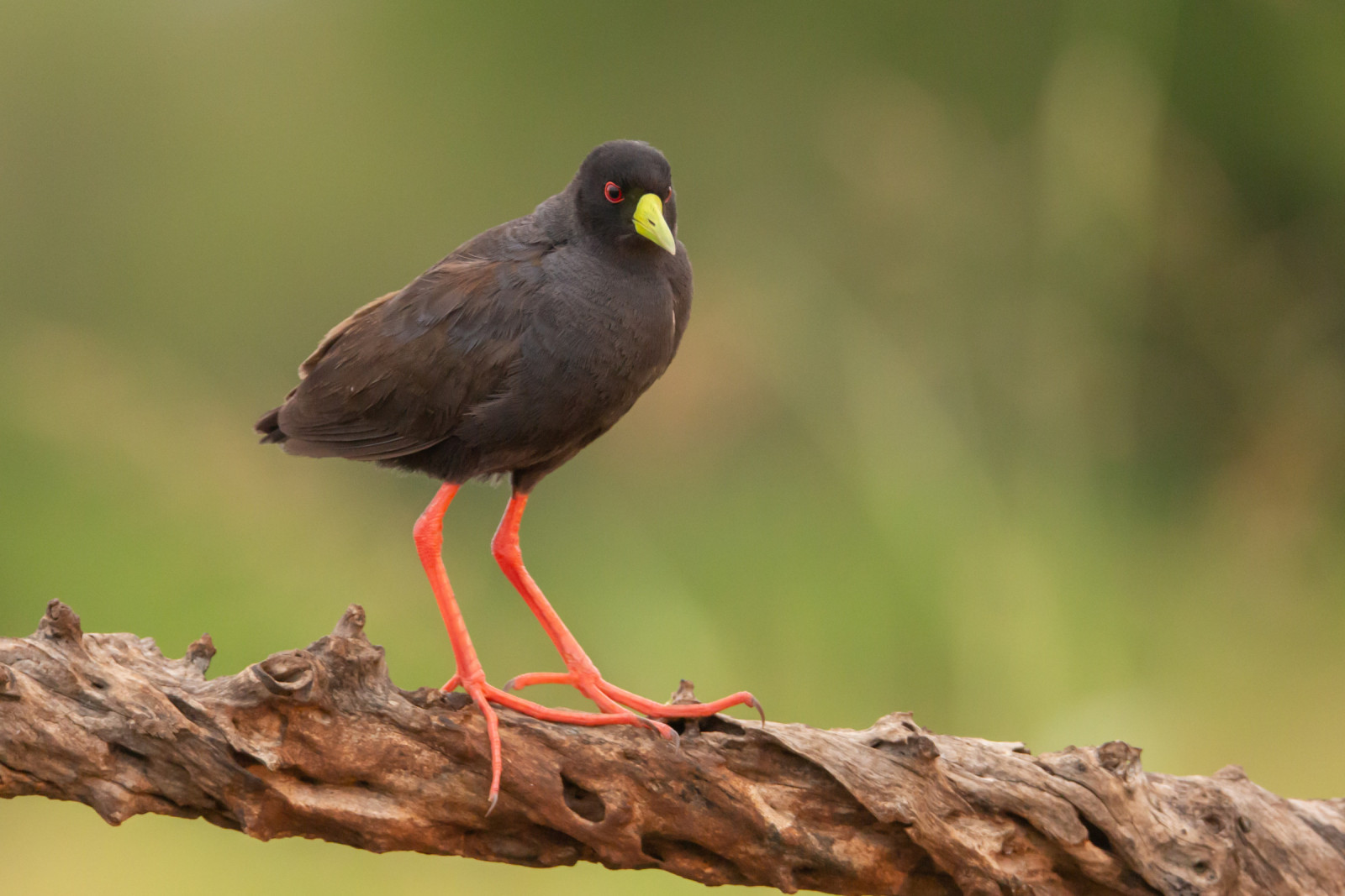 Black Crake (Zapornia flavirostra) | Birdingplaces