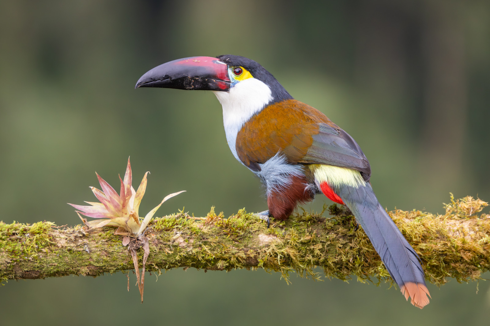 Black-billed Mountain-Toucan (Andigena nigrirostris) | Birdingplaces