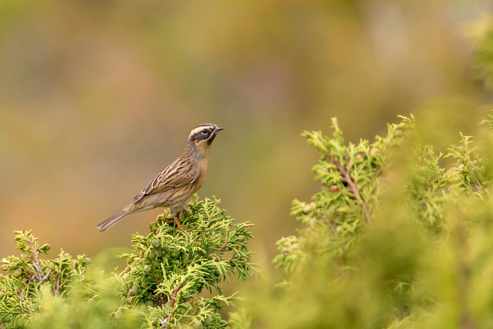 Black-throated Accentor (Prunella atrogularis) | Birdingplaces