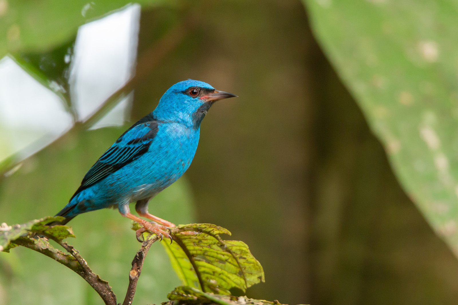 Blue Dacnis (Dacnis cayana) | Birdingplaces