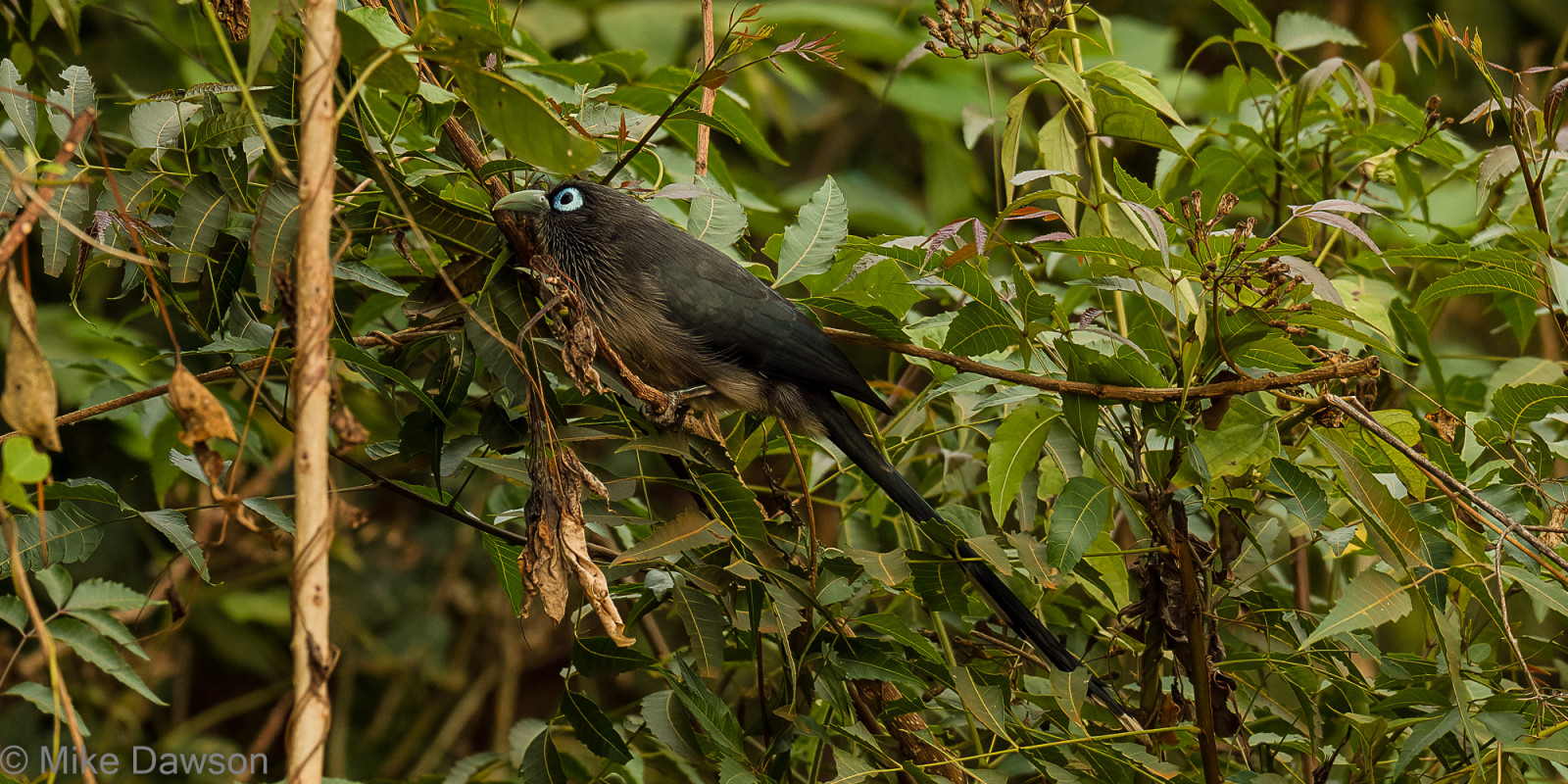 Blue-faced Malkoha (Phaenicophaeus viridirostris) | Birdingplaces