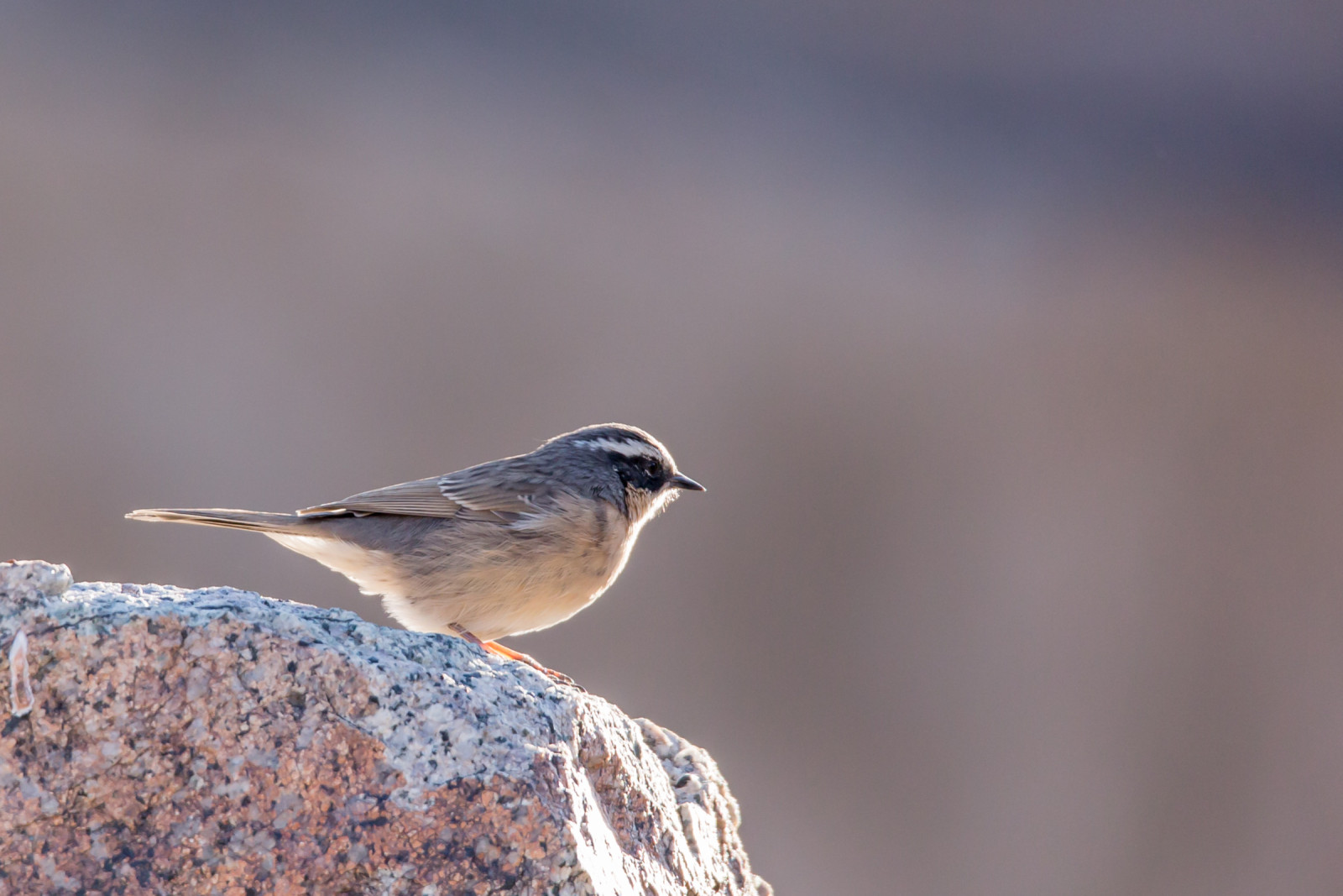 Brown Accentor (Prunella fulvescens) | Birdingplaces