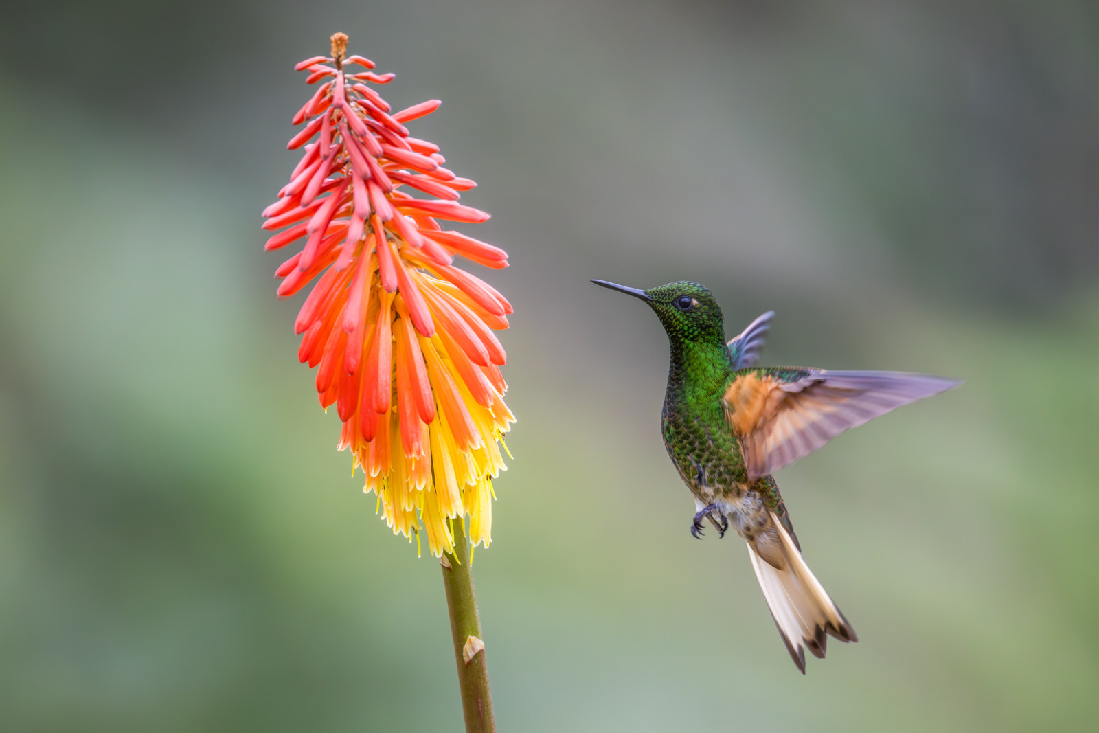 Buff-tailed Coronet (Boissonneaua flavescens) | Birdingplaces
