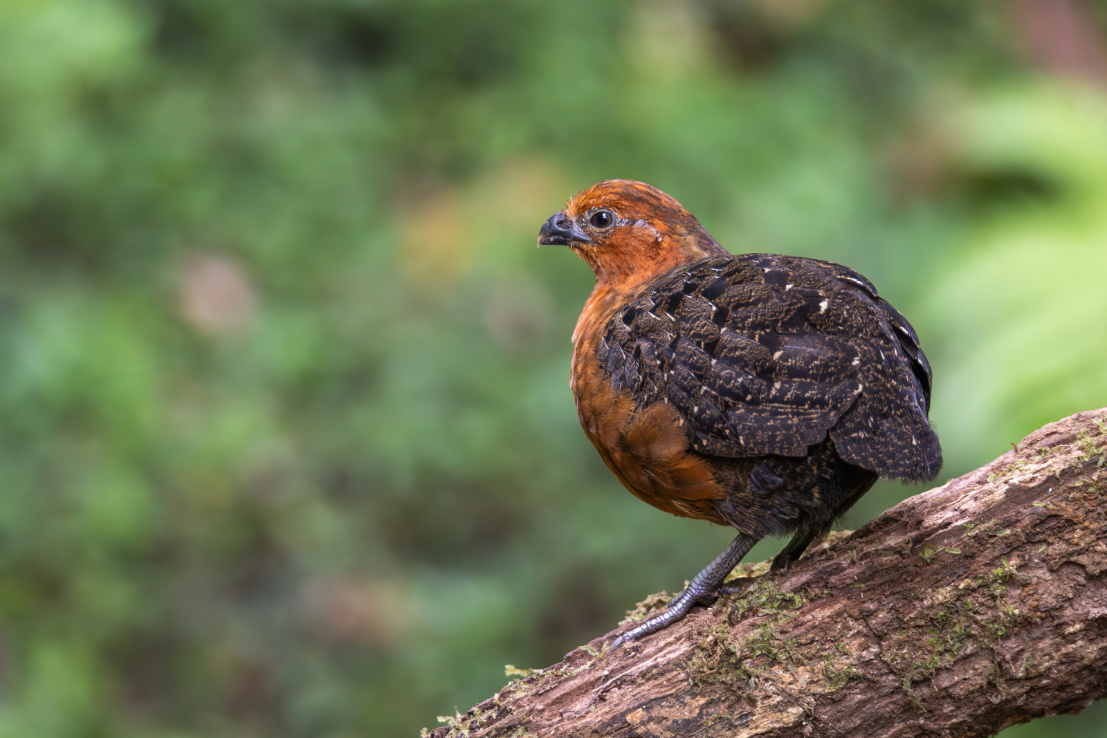 Chestnut Wood-Quail (Odontophorus hyperythrus) | Birdingplaces