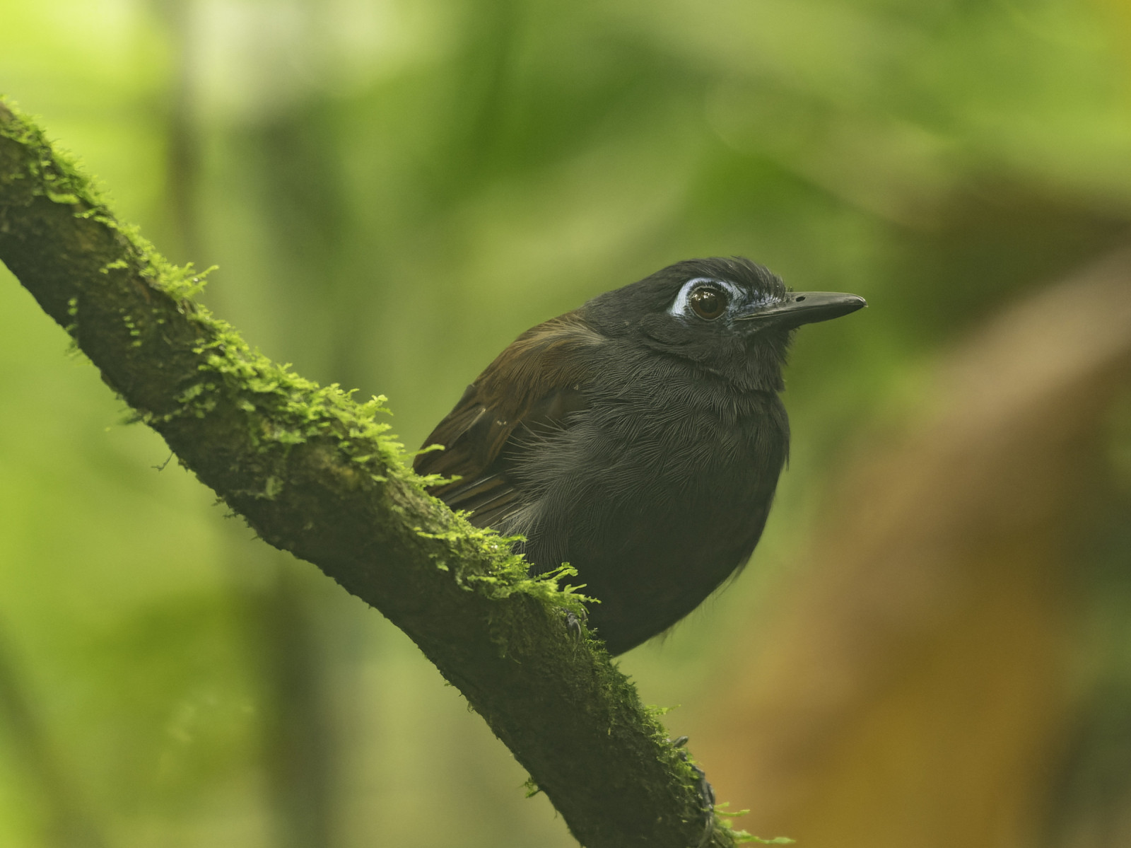Chestnut-backed Antbird (Poliocrania exsul) | Birdingplaces