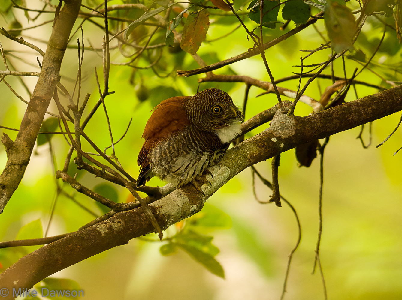 Chestnut-backed Owlet (Glaucidium castanotum) | Birdingplaces