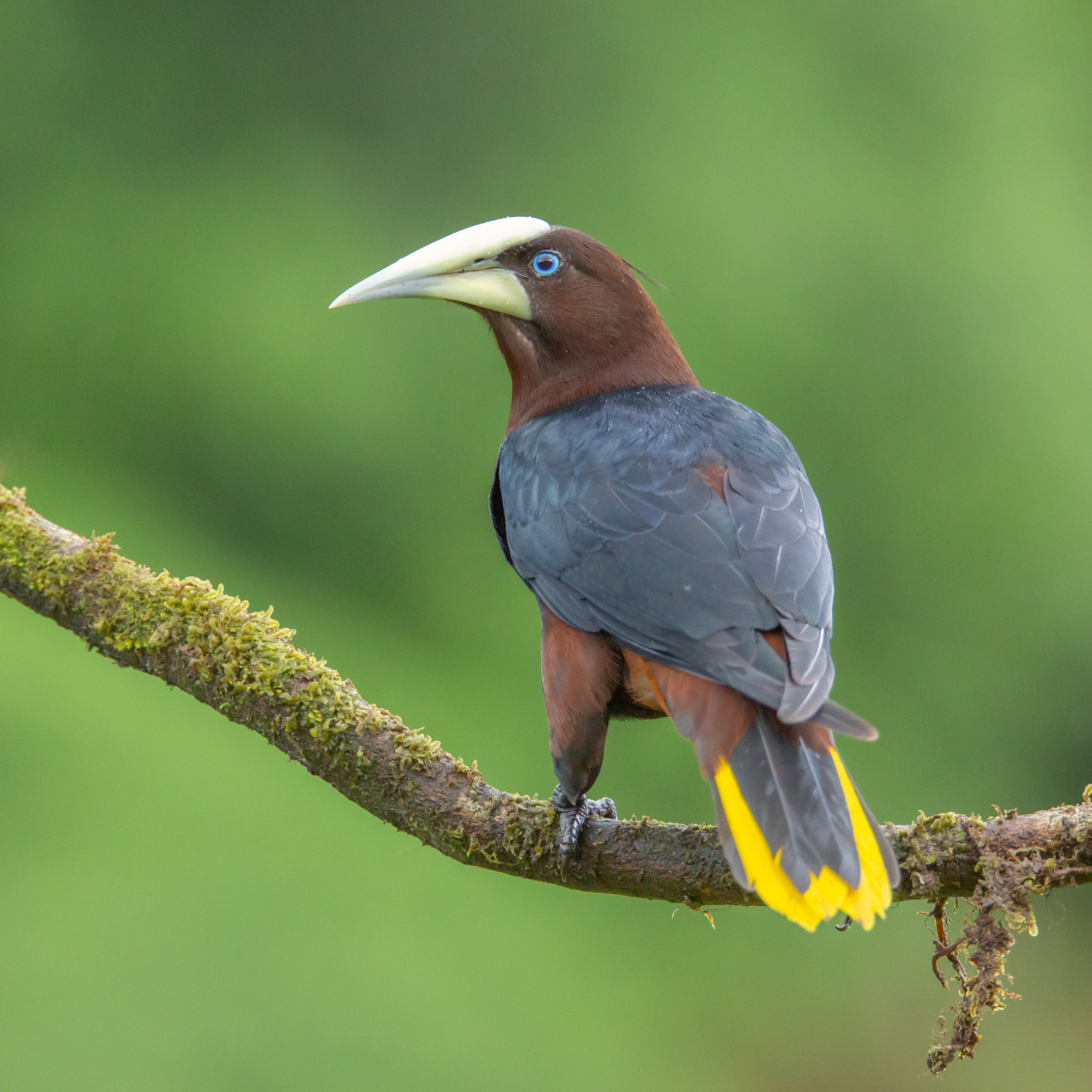 Chestnut-headed Oropendola (Psarocolius wagleri) | Birdingplaces