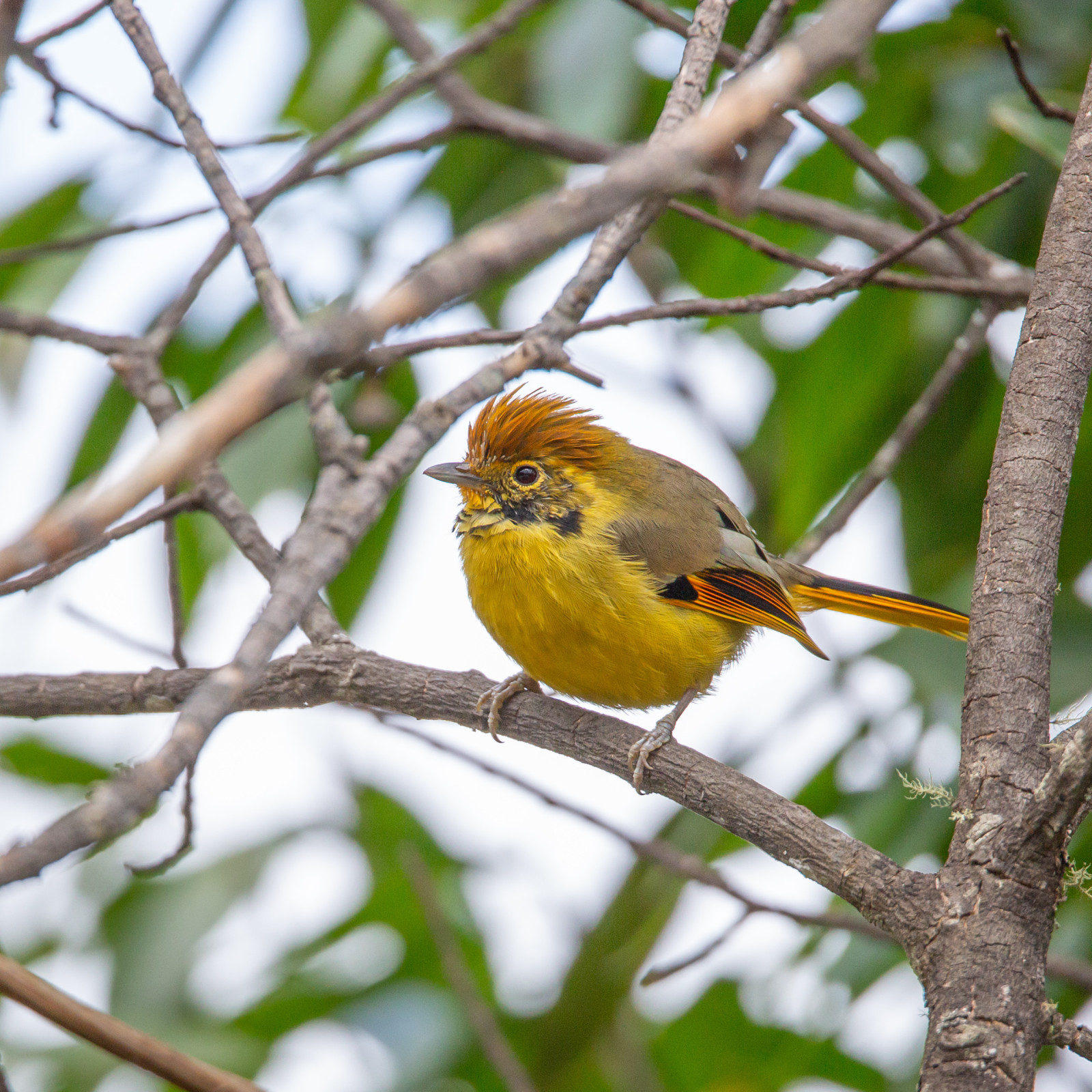 Chestnut-tailed Minla (Actinodura strigula) | Birdingplaces