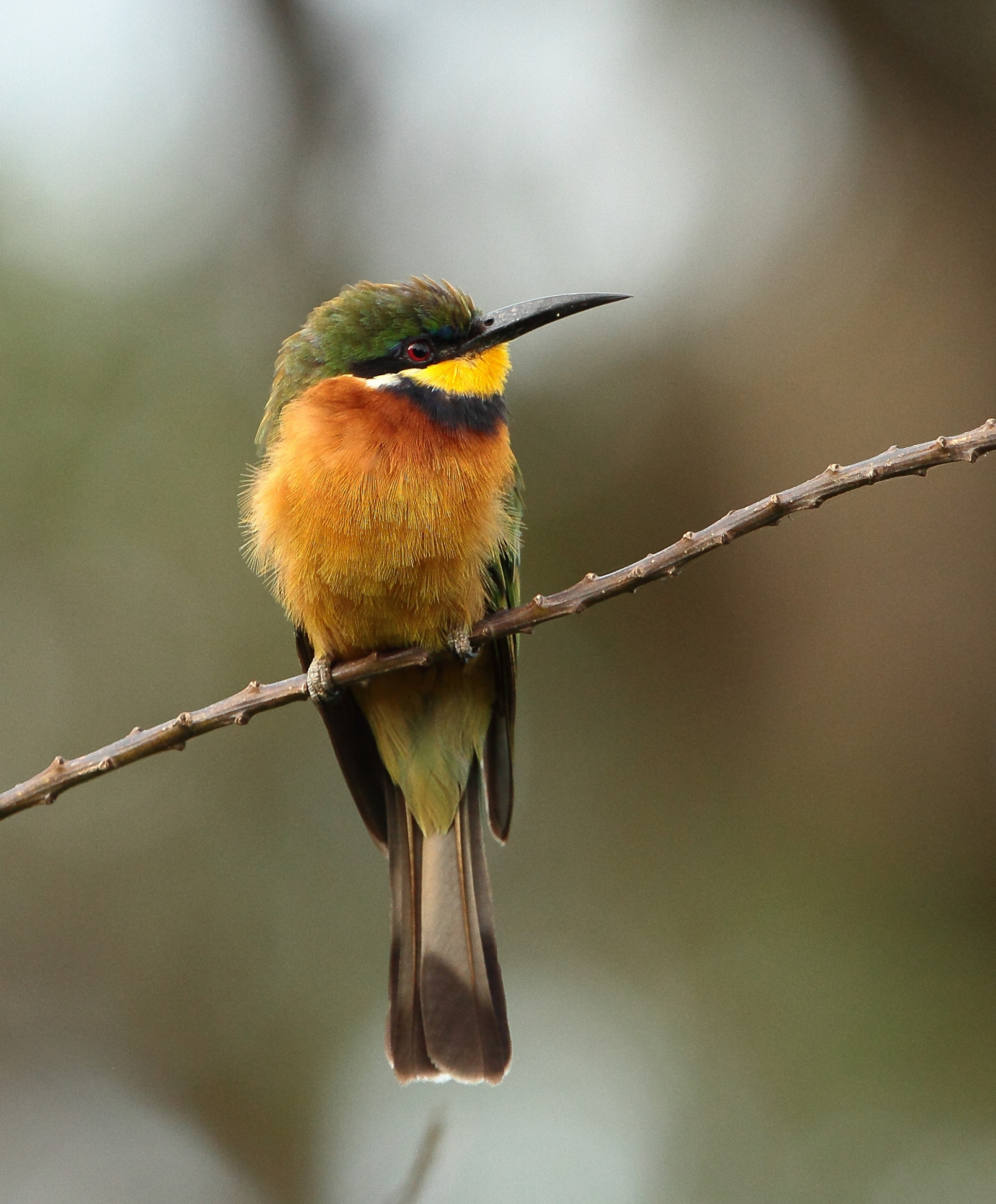 Cinnamon-chested Bee-eater (Merops oreobates) | Birdingplaces