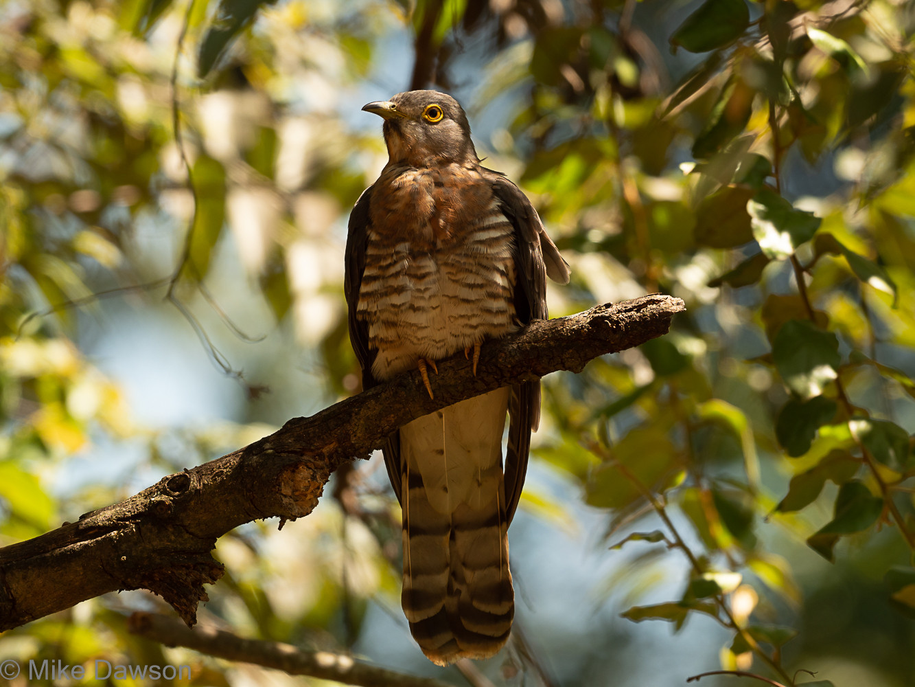 Common Hawk-Cuckoo (Hierococcyx varius) | Birdingplaces