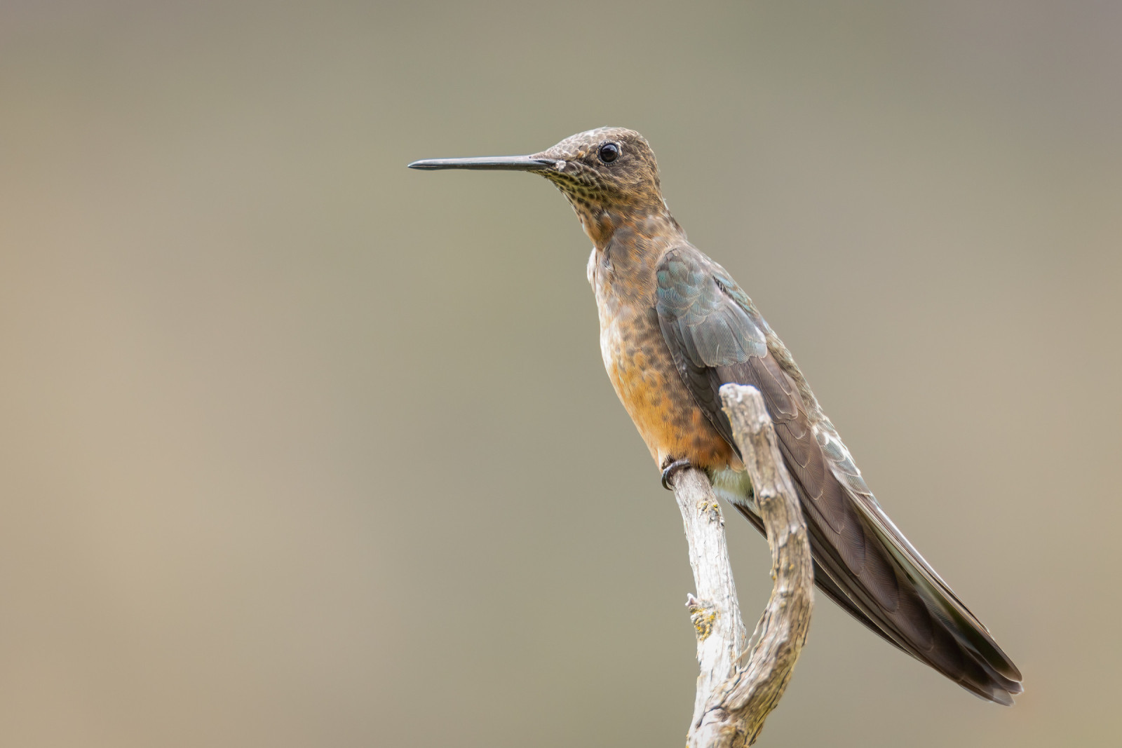 Giant Hummingbird (Patagona gigas) | Birdingplaces