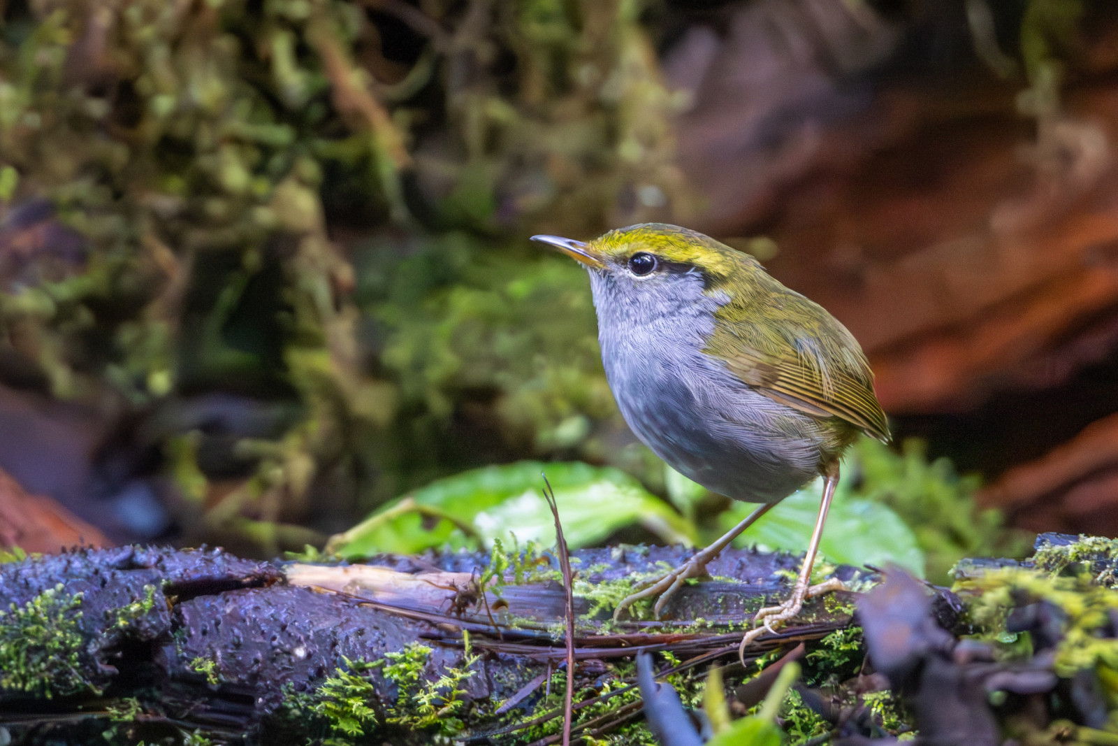 Grey-bellied Tesia (Tesia cyaniventer) | Birdingplaces