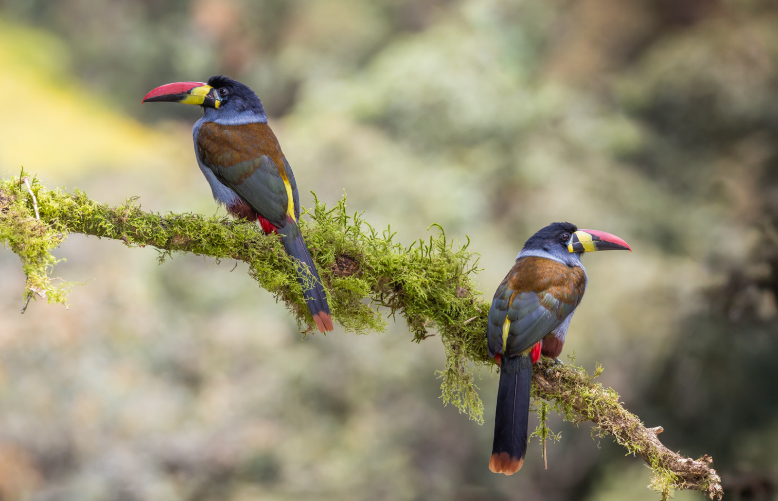 Gray-breasted Mountain-Toucan (Andigena hypoglauca) | Birdingplaces