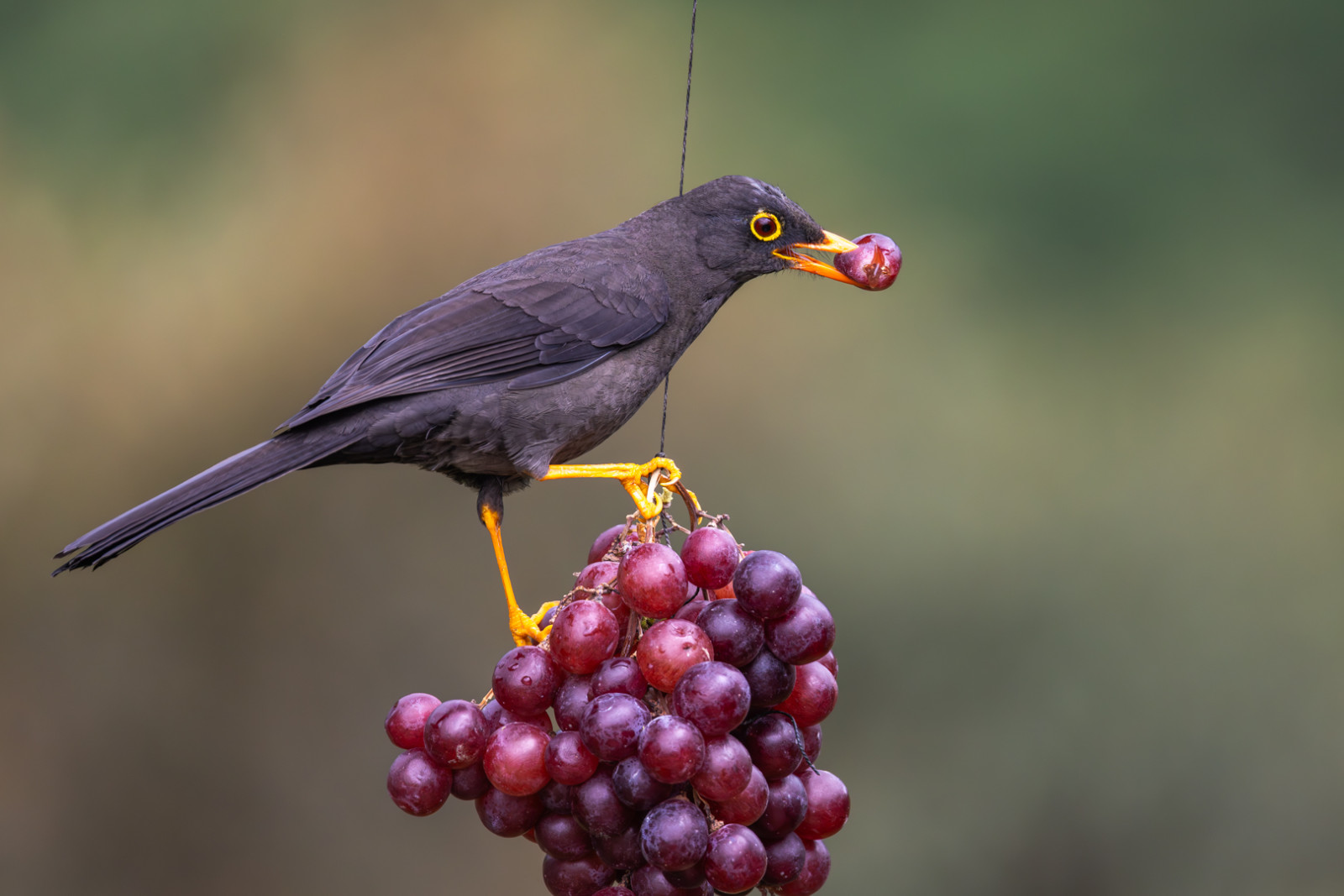 Great Thrush (Turdus fuscater) | Birdingplaces