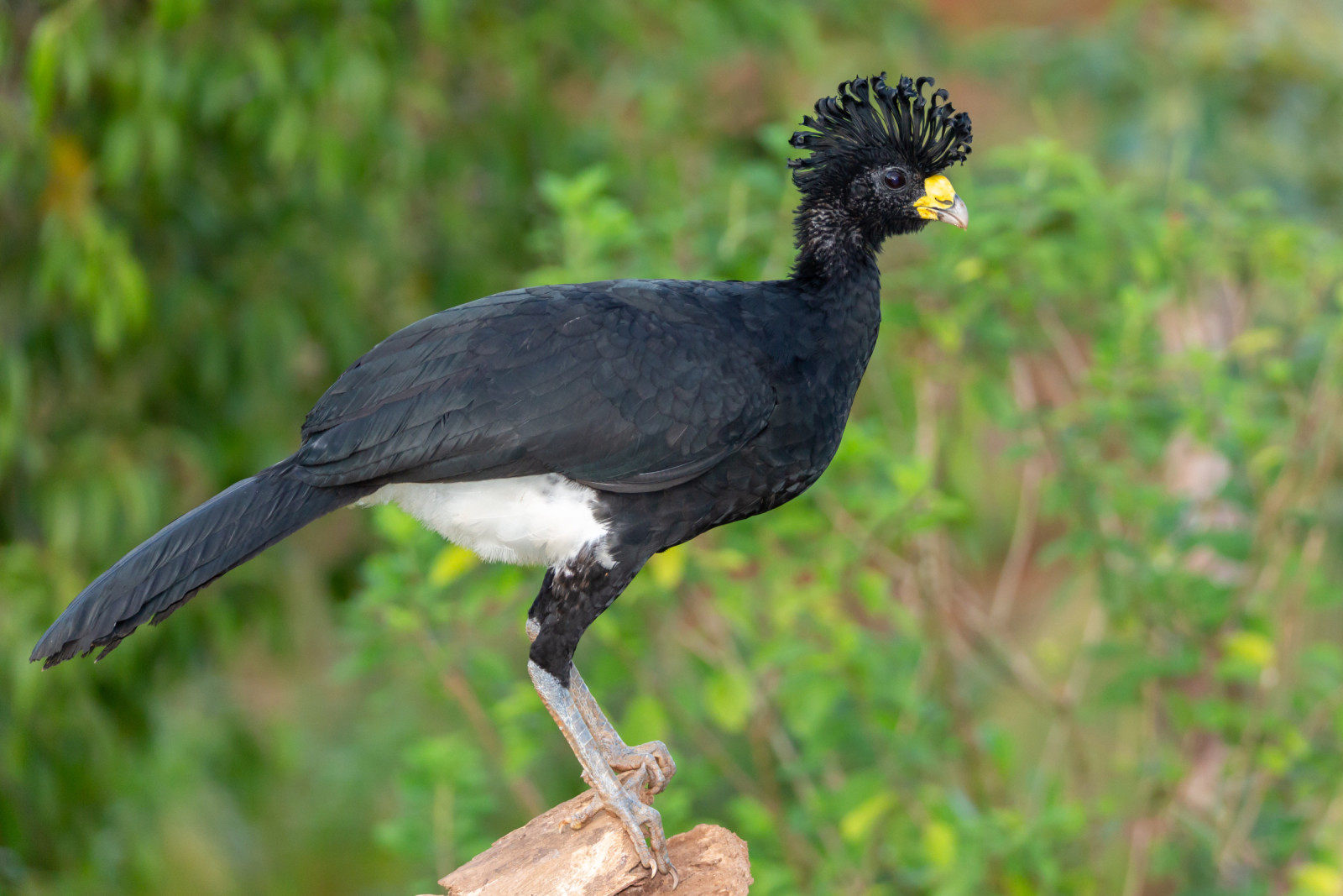 Great Curassow (Crax rubra) | Birdingplaces