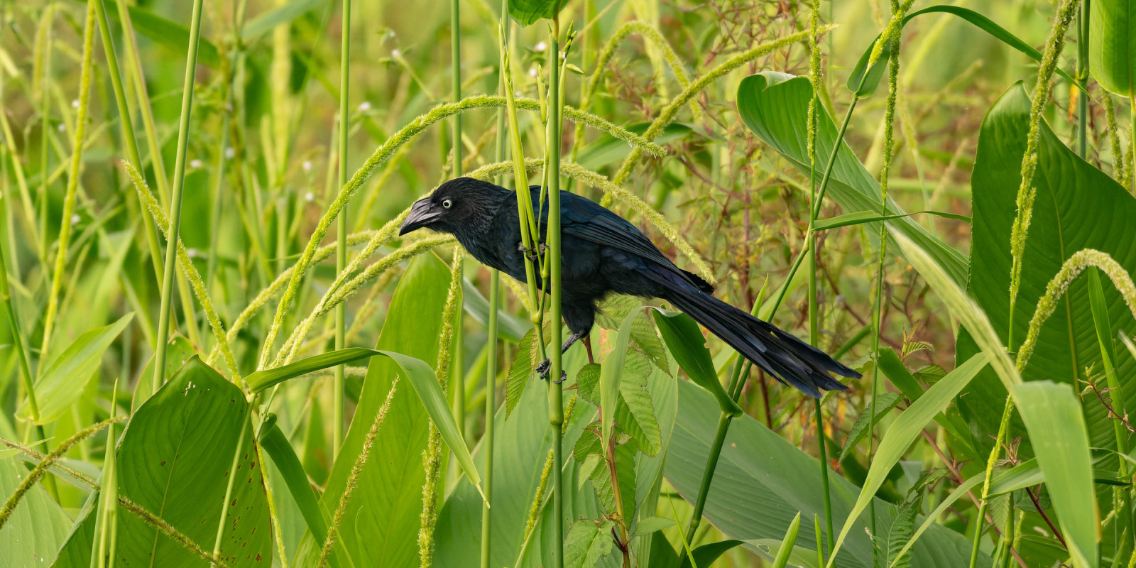 Greater Ani (Crotophaga major) | Birdingplaces