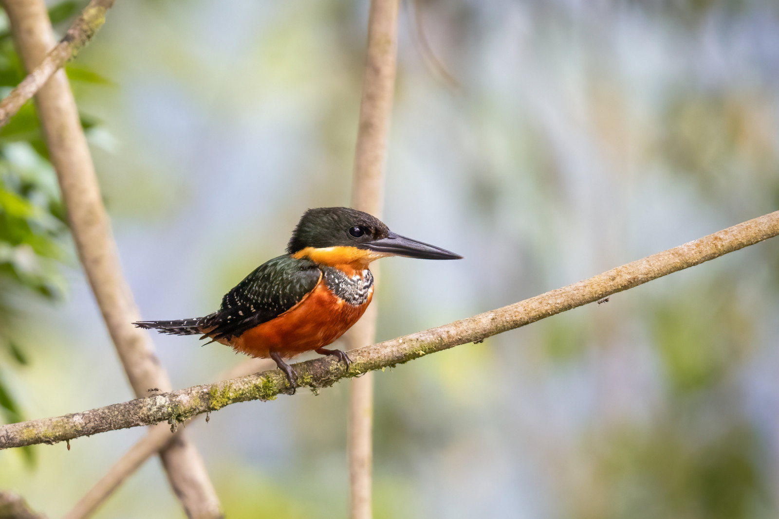 Green-and-rufous Kingfisher (Chloroceryle inda) | Birdingplaces
