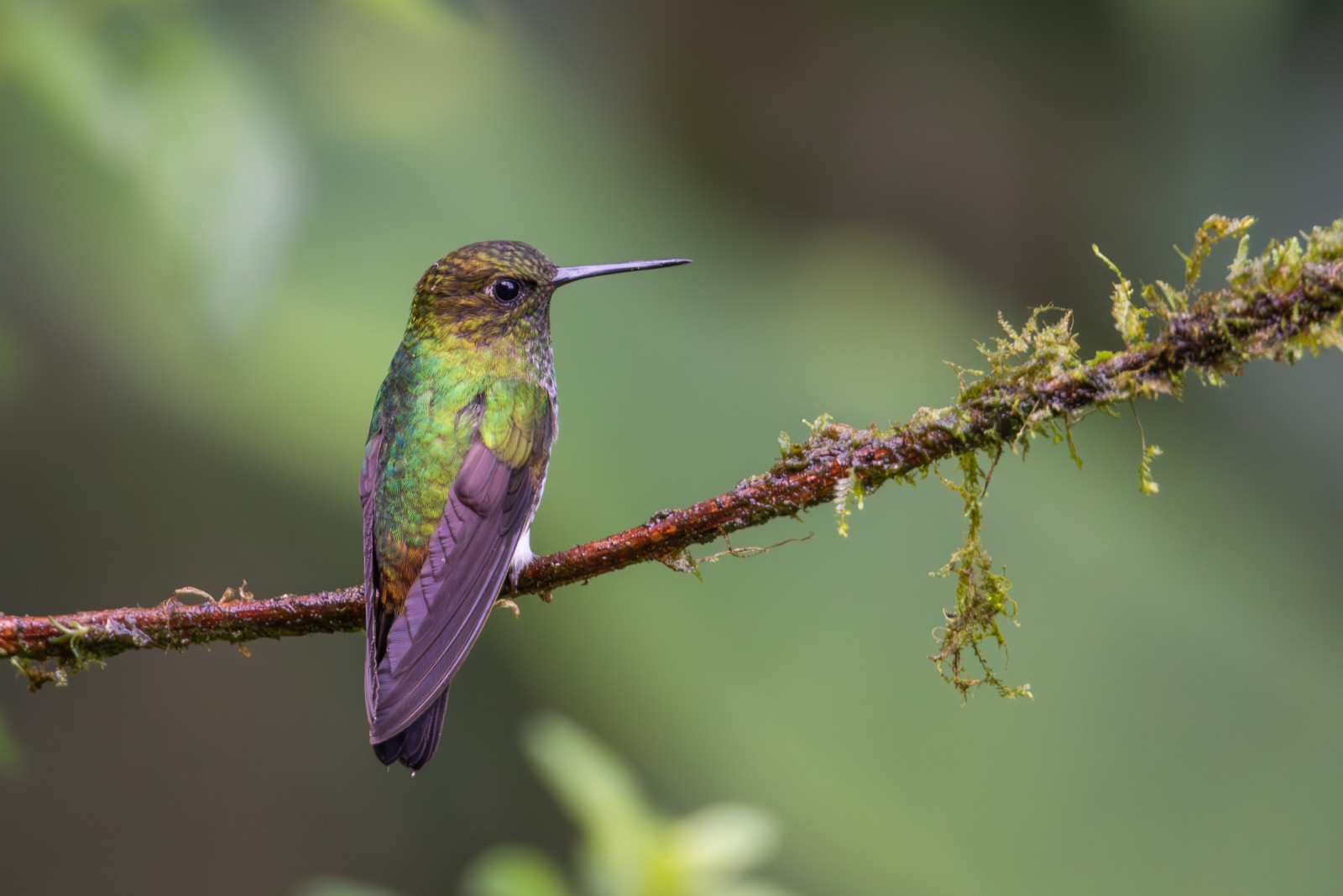 Greenish Puffleg (Haplophaedia aureliae) | Birdingplaces