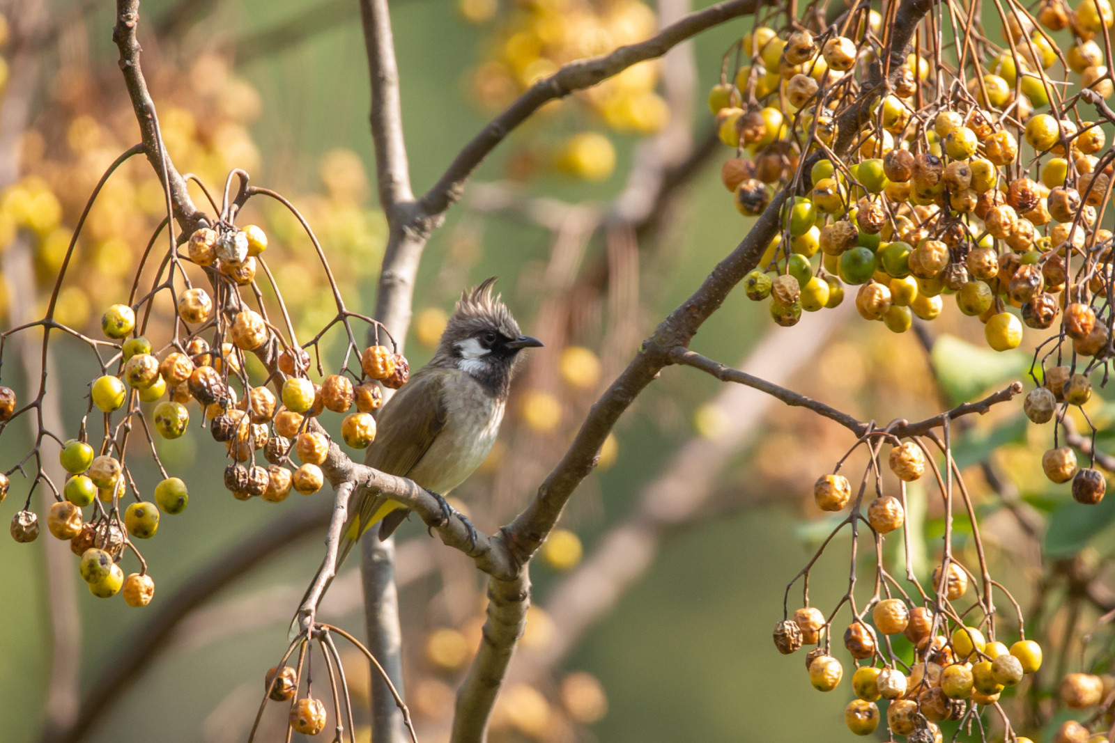 Himalayan Bulbul (Pycnonotus leucogenys) | Birdingplaces
