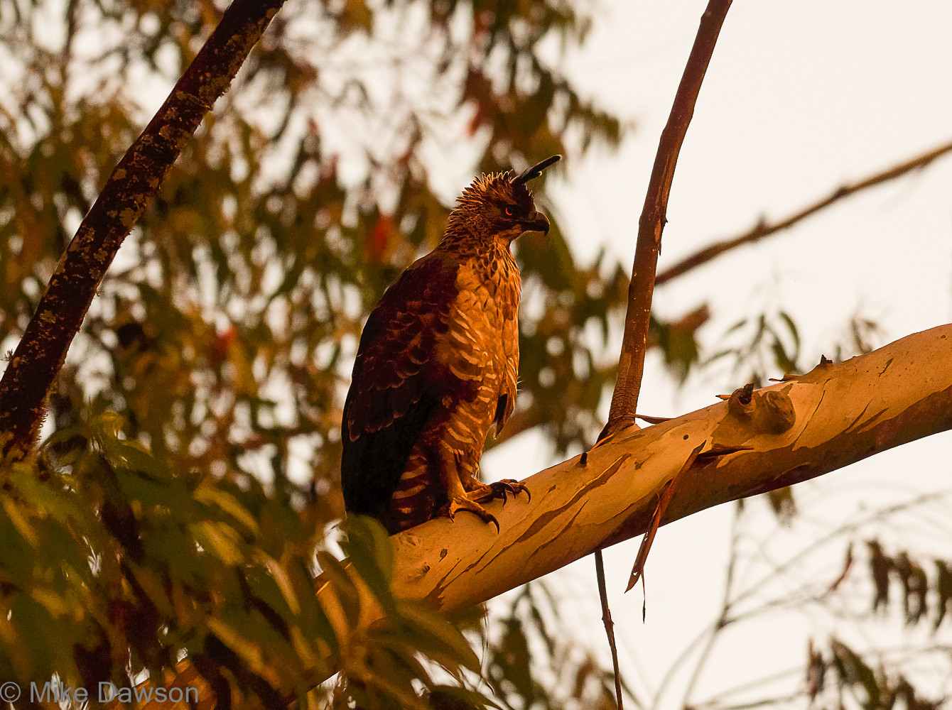 Legge's Hawk-Eagle (Nisaetus kelaarti) | Birdingplaces