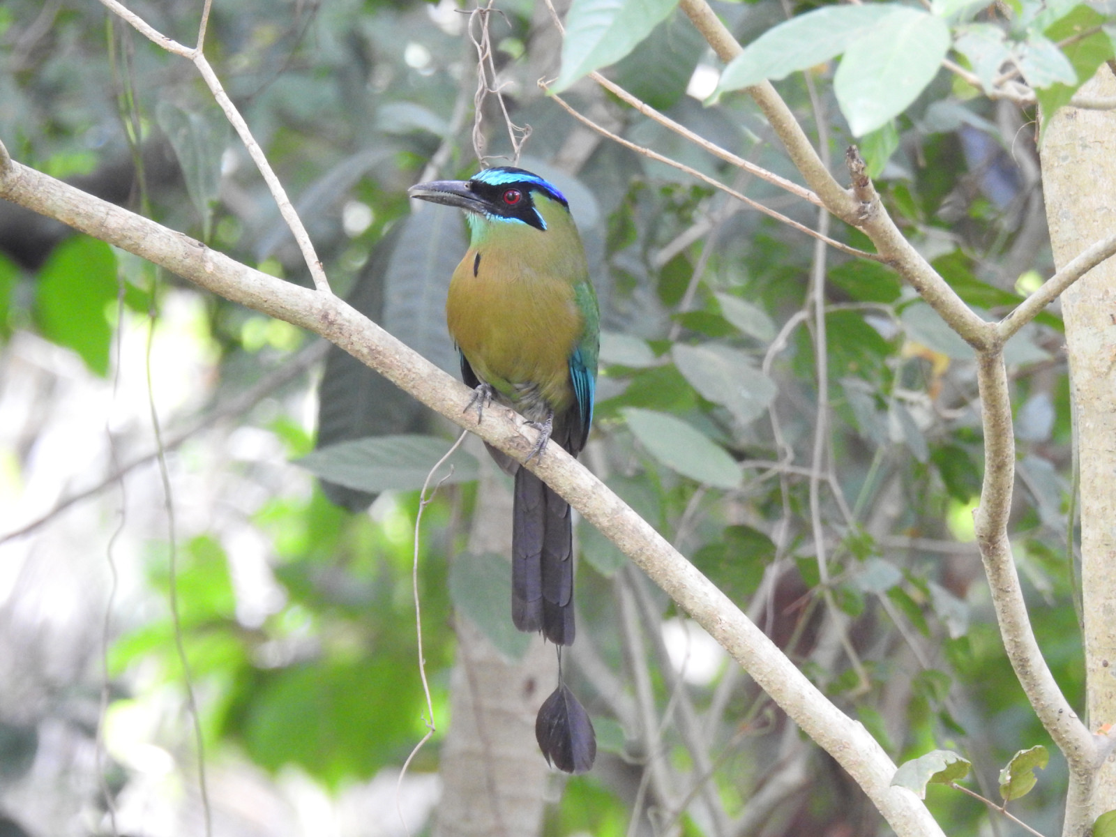 Lesson's Motmot (Momotus lessonii) | Birdingplaces