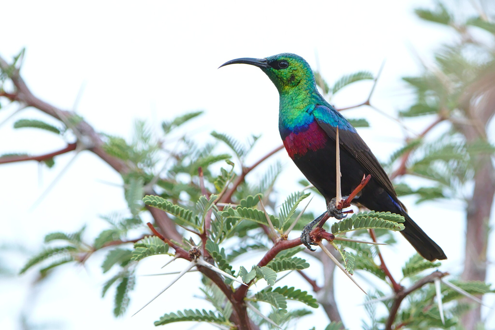 Marico Sunbird (Cinnyris mariquensis) | Birdingplaces