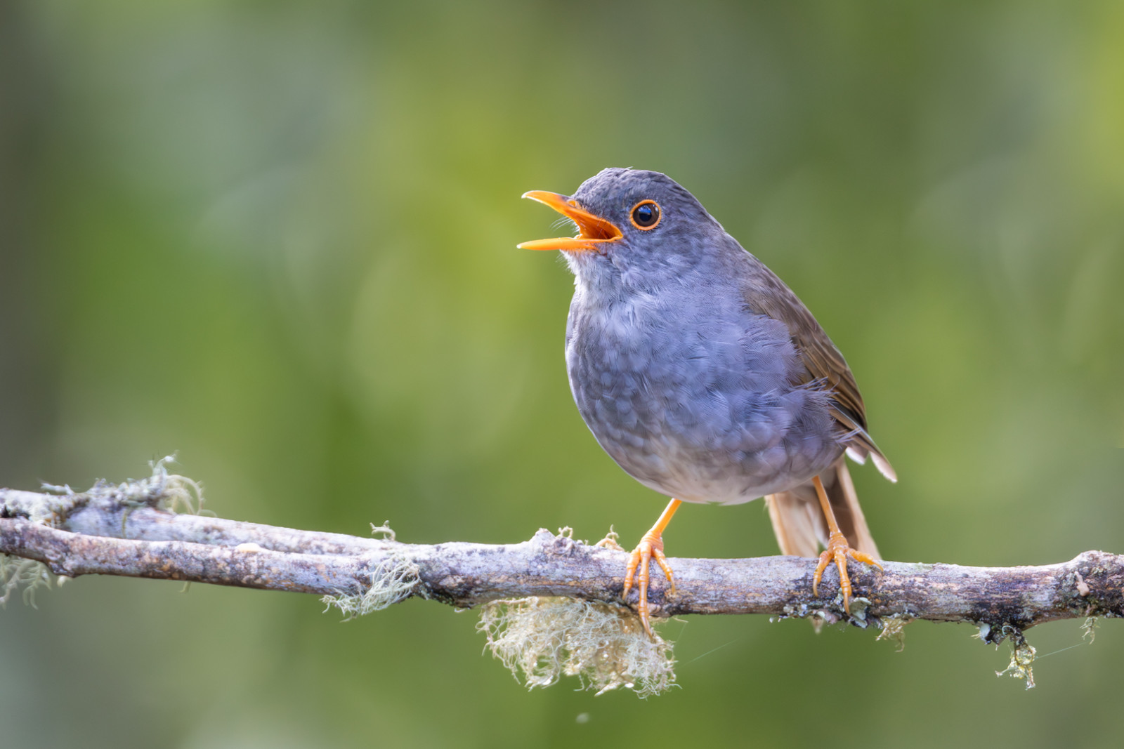 Orange-billed Nightingale-Thrush (Catharus aurantiirostris) | Birdingplaces