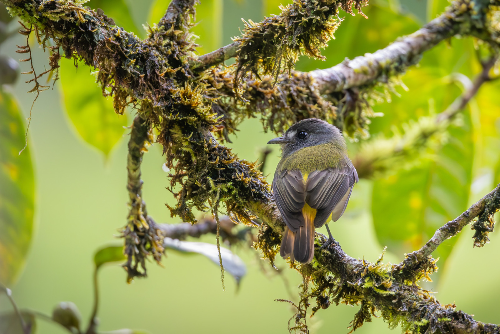 Ornate Flycatcher (Myiotriccus ornatus) | Birdingplaces