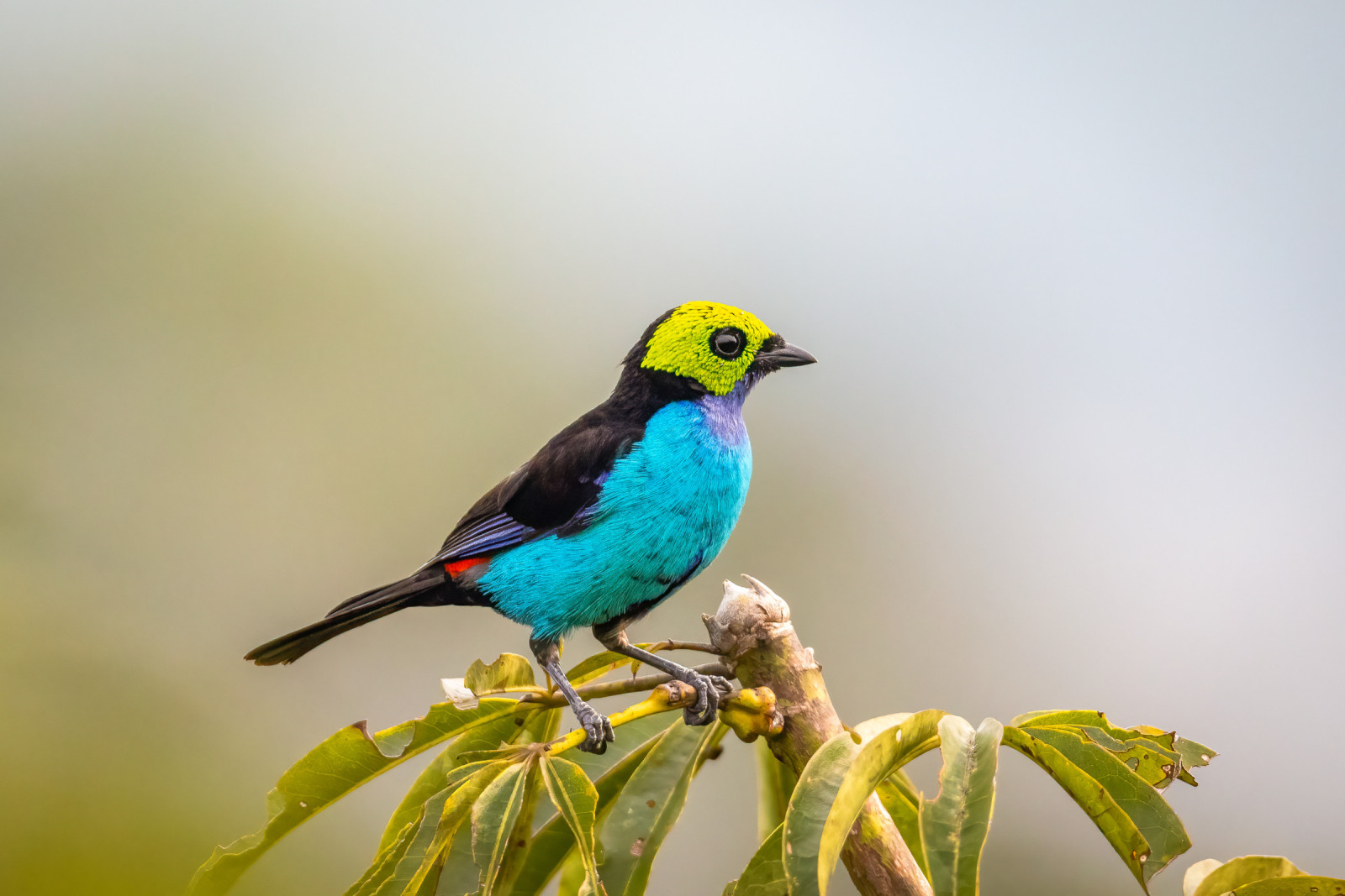 Paradise Tanager (Tangara chilensis) | Birdingplaces