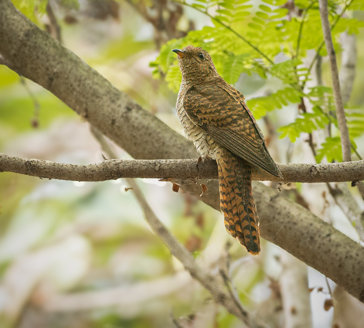 Plaintive Cuckoo (Cacomantis merulinus) | Birdingplaces
