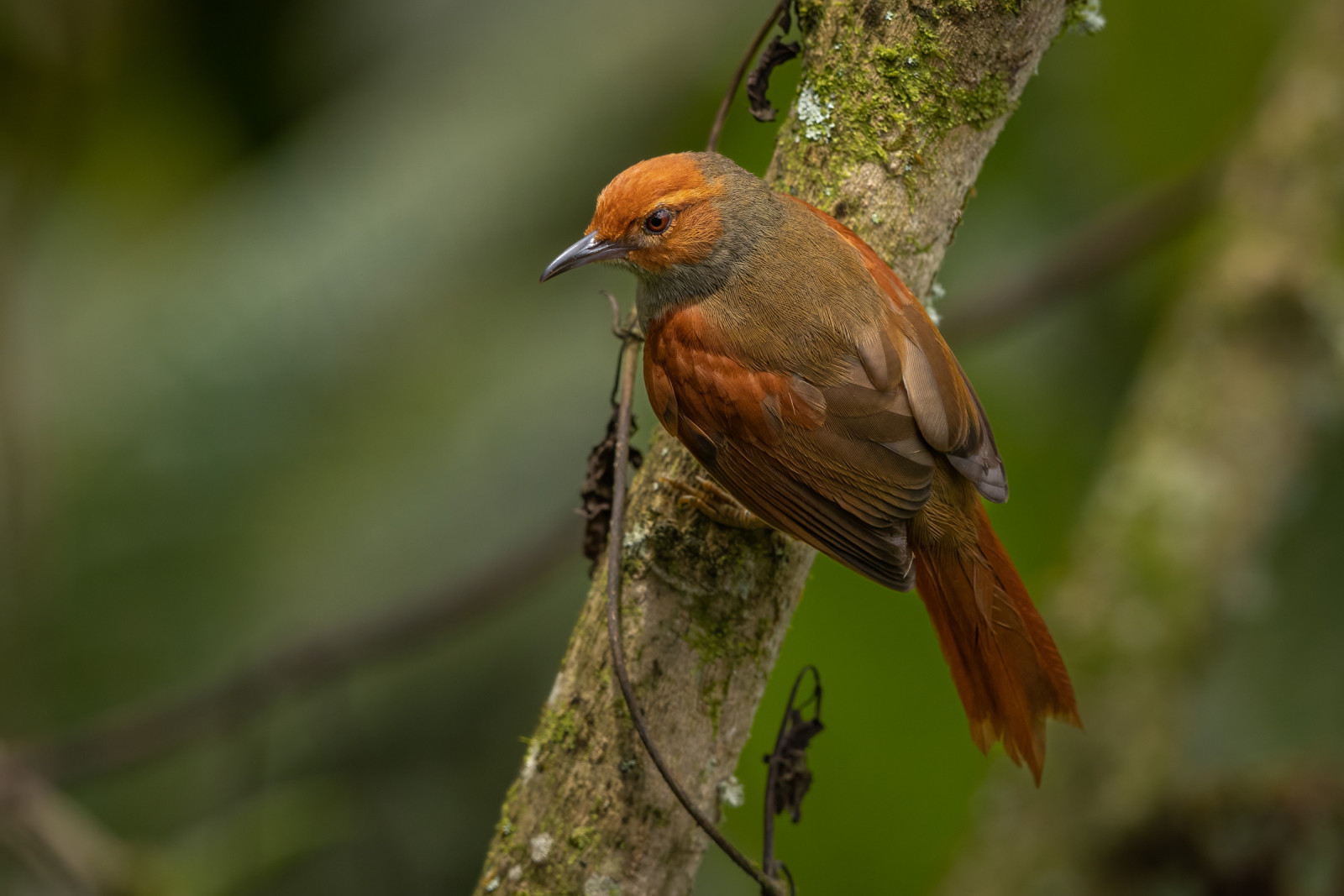 Red-faced Spinetail (Cranioleuca erythrops) | Birdingplaces