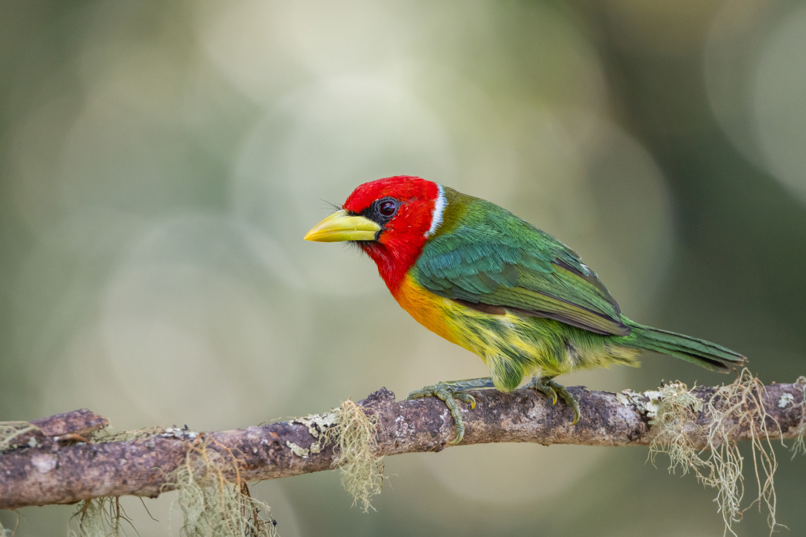Red-headed Barbet (Eubucco bourcierii) | Birdingplaces